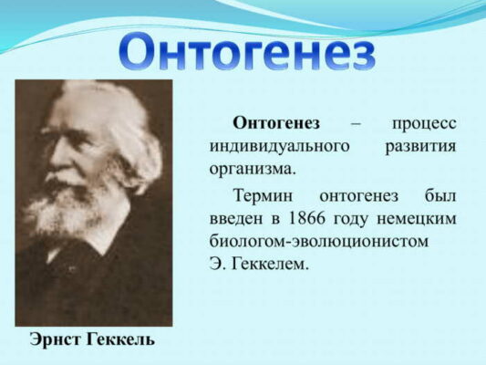 Онтогенез - читать определение, типы и этапы развития